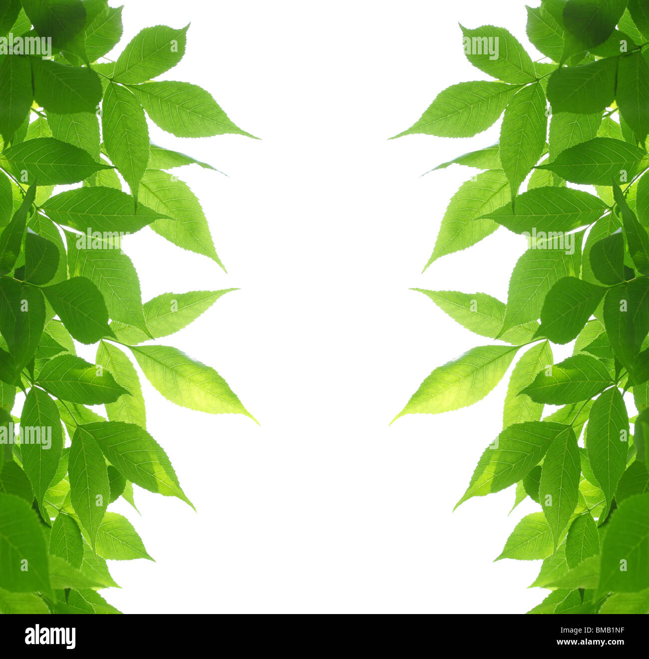 Green leaves frame with copy space Stock Photo - Alamy