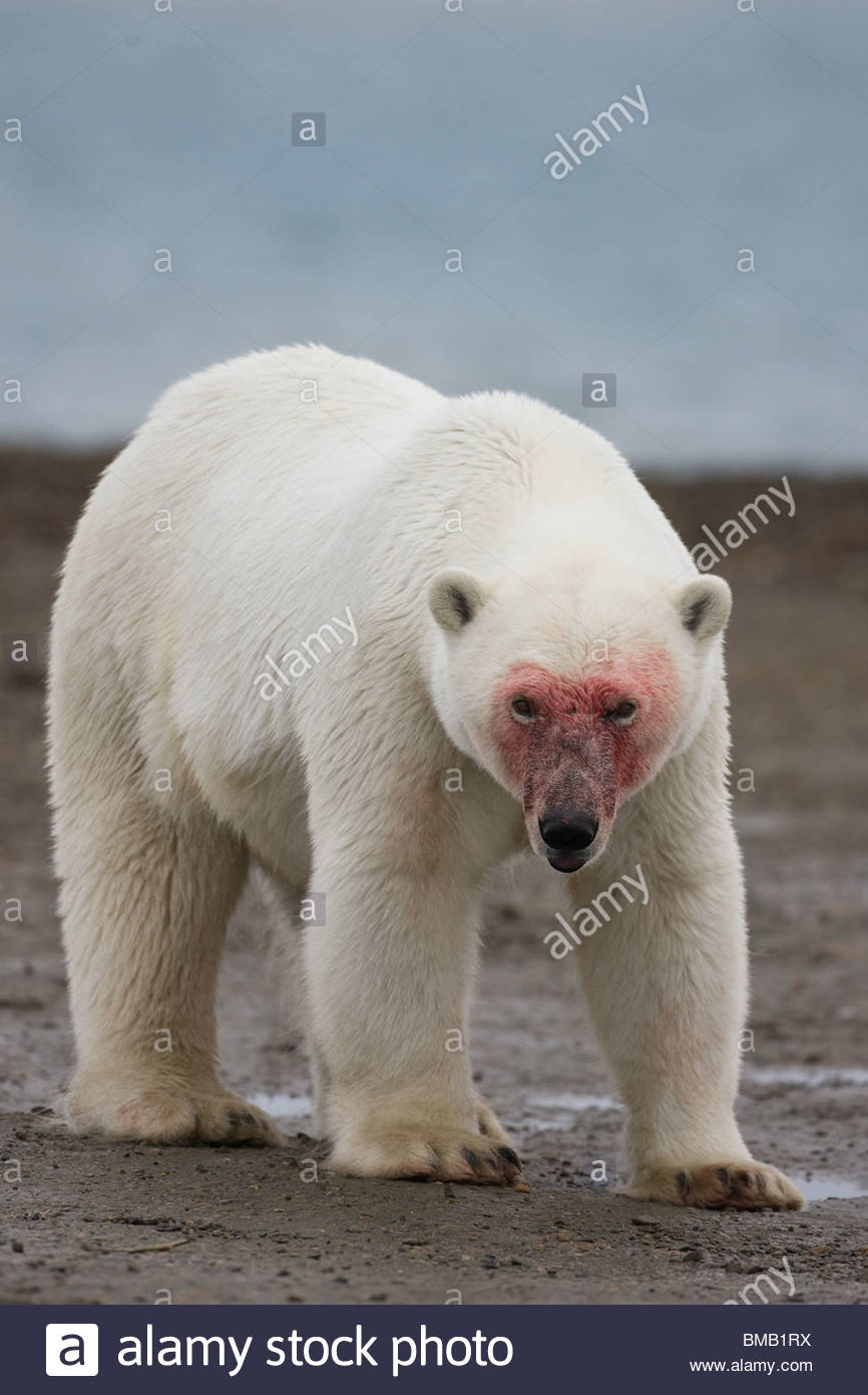 Blood On Fur High Resolution Stock Photography and Images - Alamy