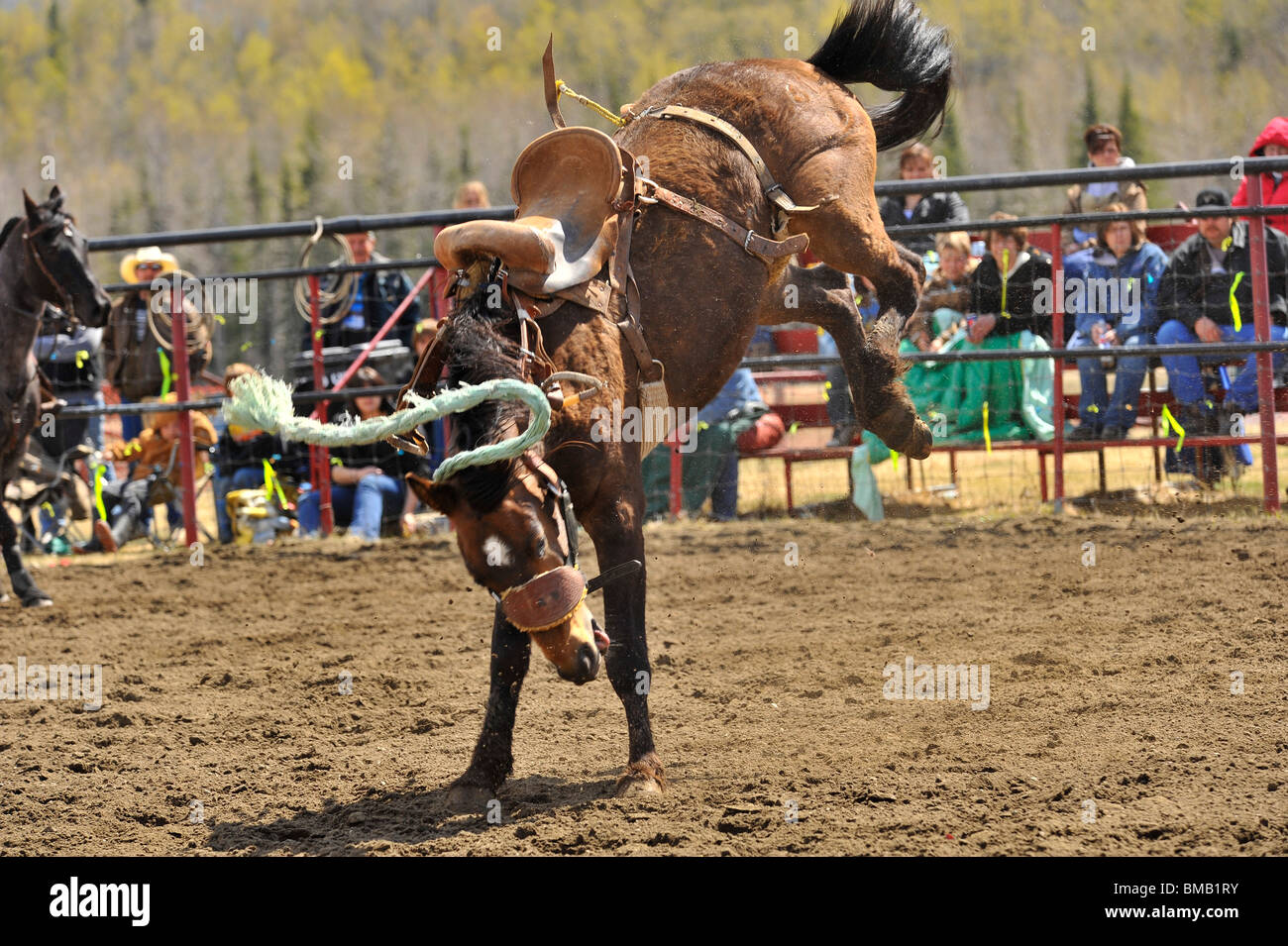 A bucking saddle bronc Stock Photo - Alamy