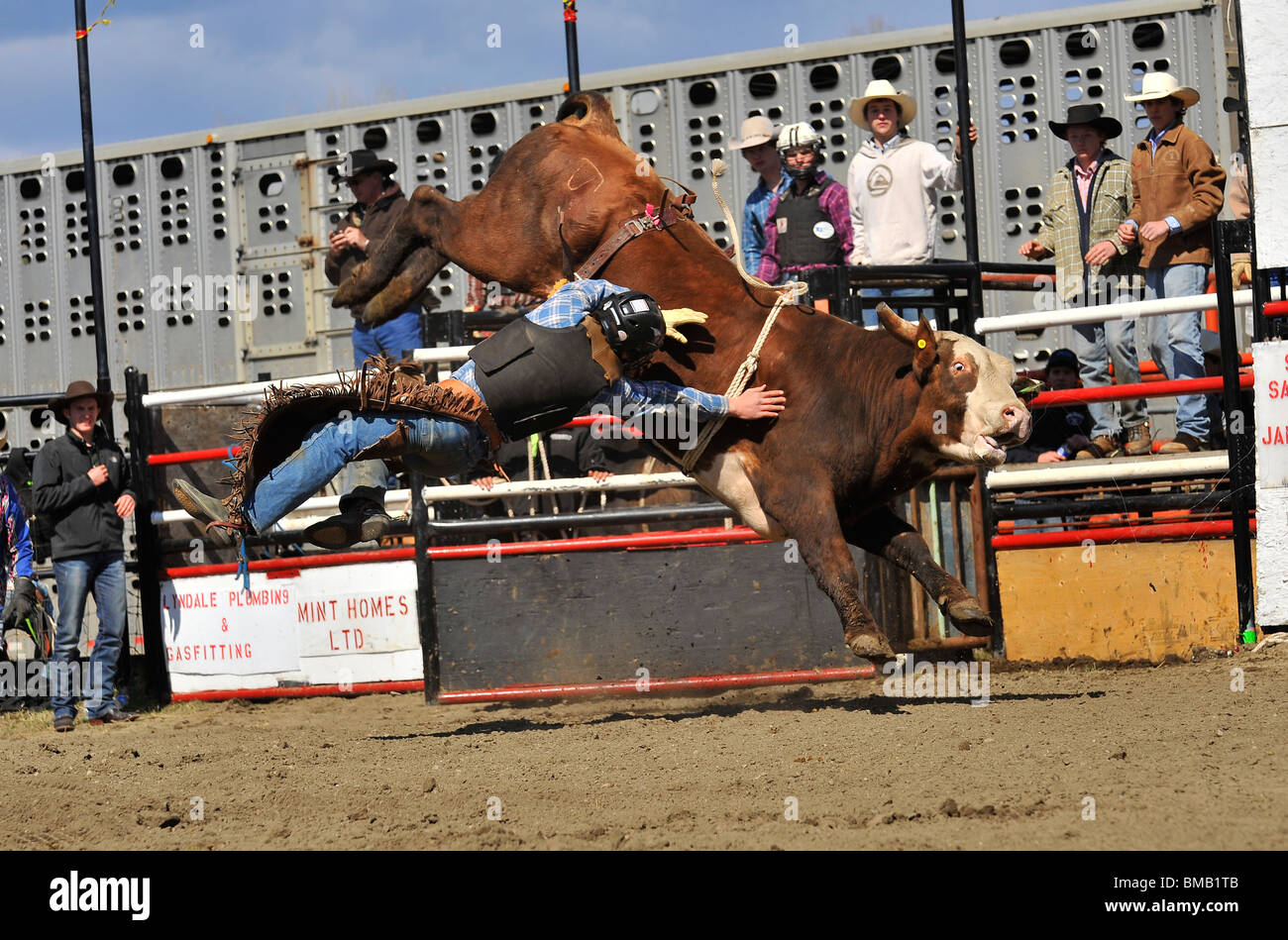 Bucking bull hi-res stock photography and images - Alamy