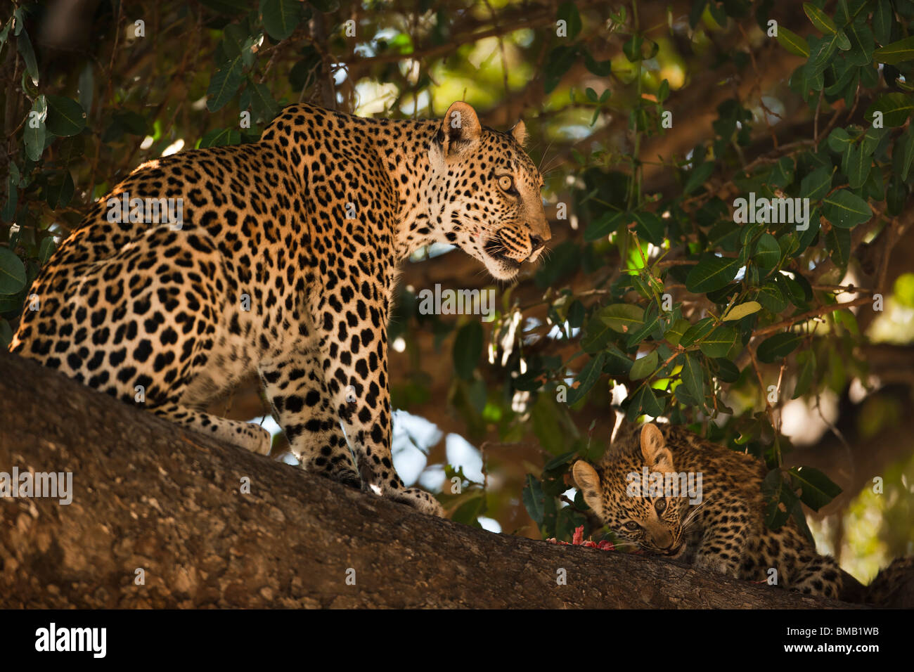 Mother and cute Baby leopard cub eating prey up in a tree, soft focus ...