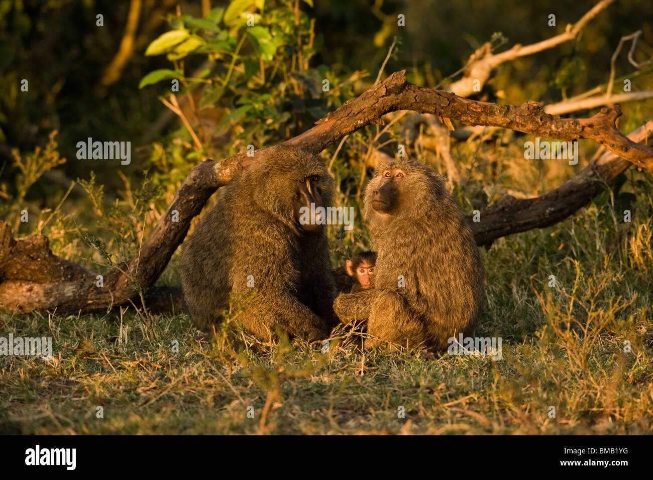 Hugging baboons hi-res stock photography and images - Alamy