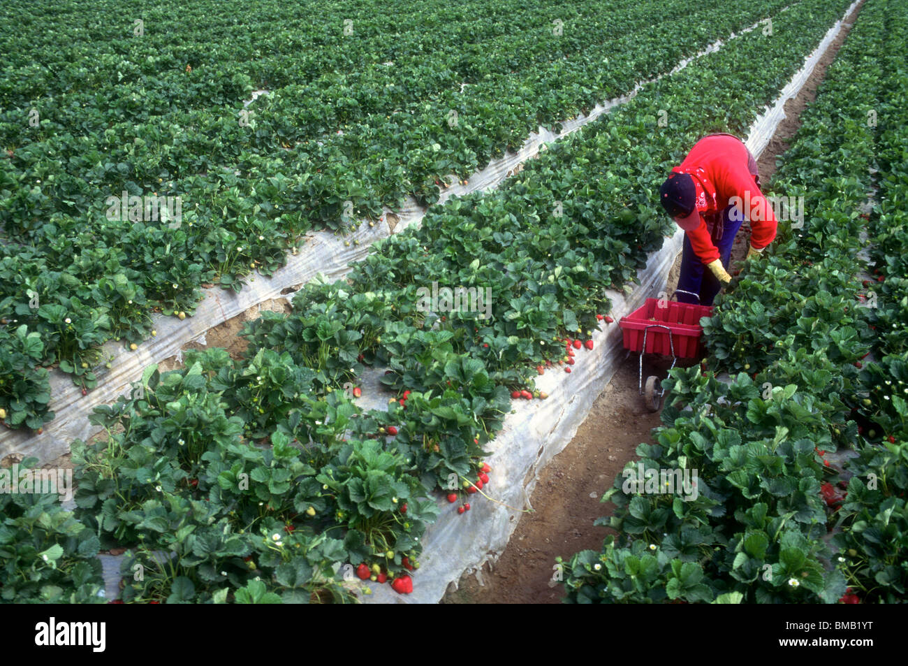 Crops picking hi-res stock photography and images - Alamy