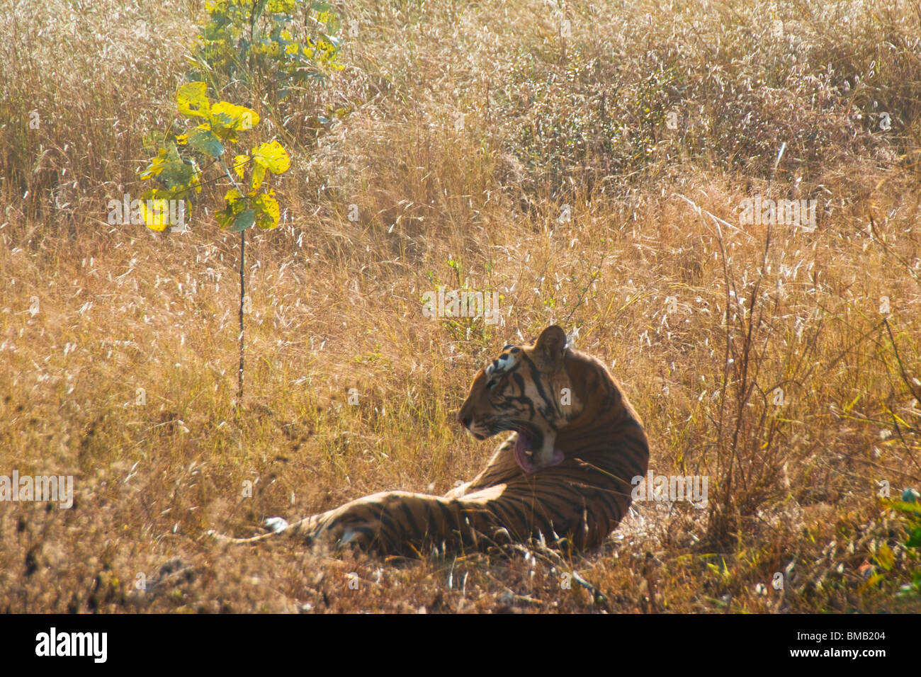 Bengal tiger laying down in the grass, Portrait, Panthera tigris tigris ...