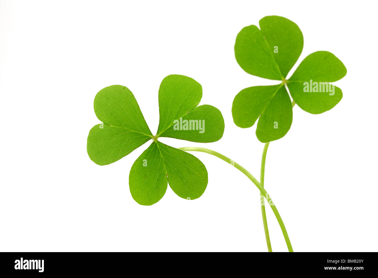 Clover field Cut Out Stock Images & Pictures - Alamy