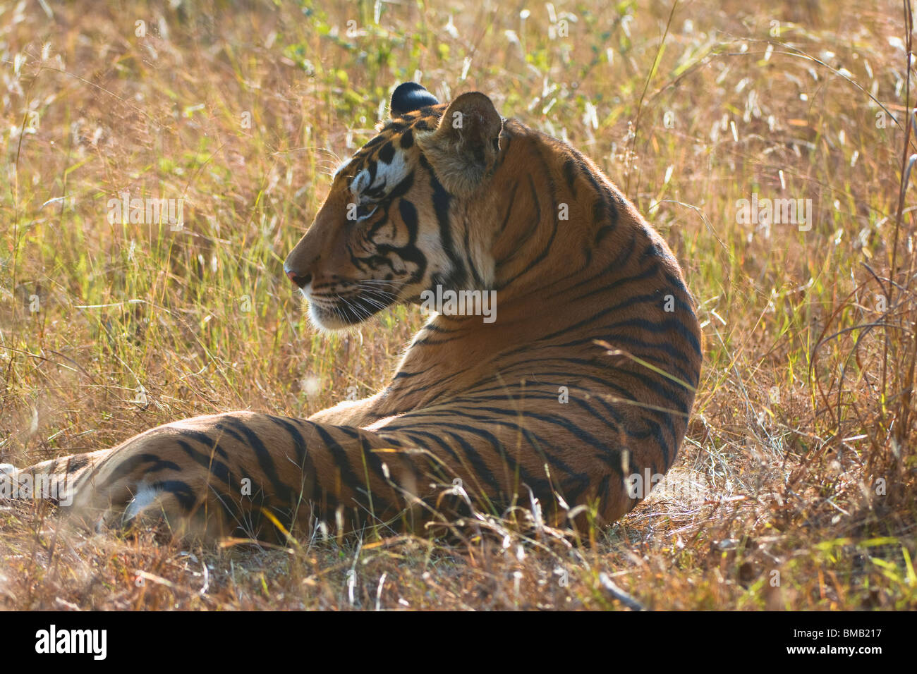 Powerful strength back lightning grass laying down horizontal sunset hi ...