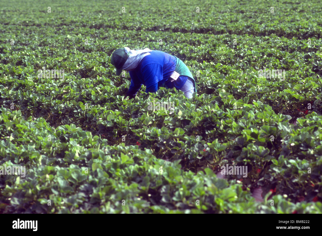 Crops picking hi-res stock photography and images - Alamy