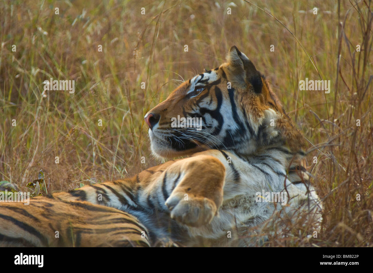 Tiger laying down hi-res stock photography and images - Alamy