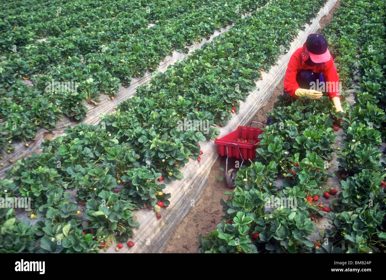 Picking Crops Stock Photos & Picking Crops Stock Images - Alamy