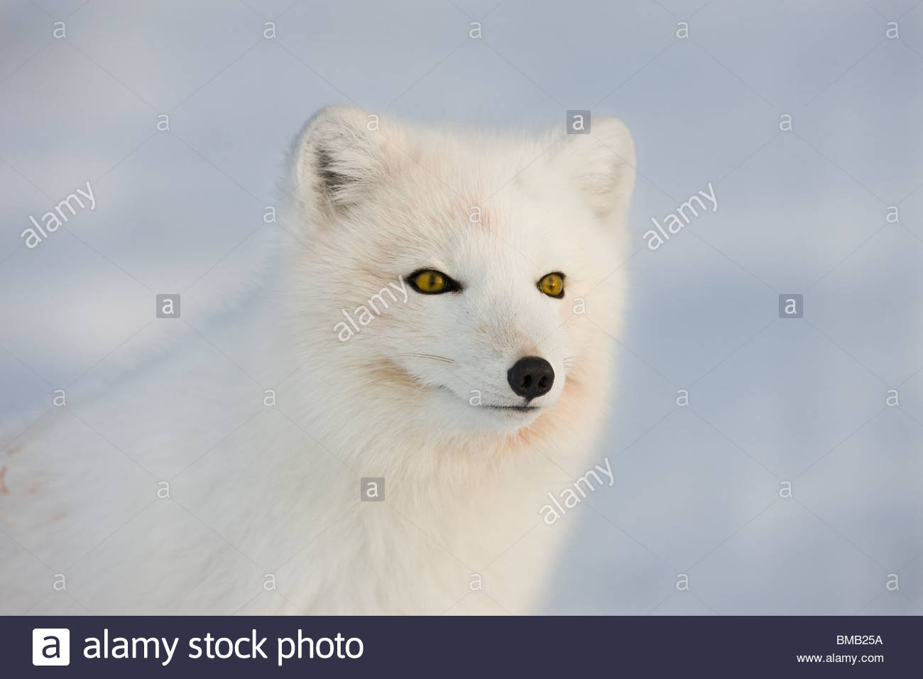Arctic Fox Stock Photos & Arctic Fox Stock Images - Alamy