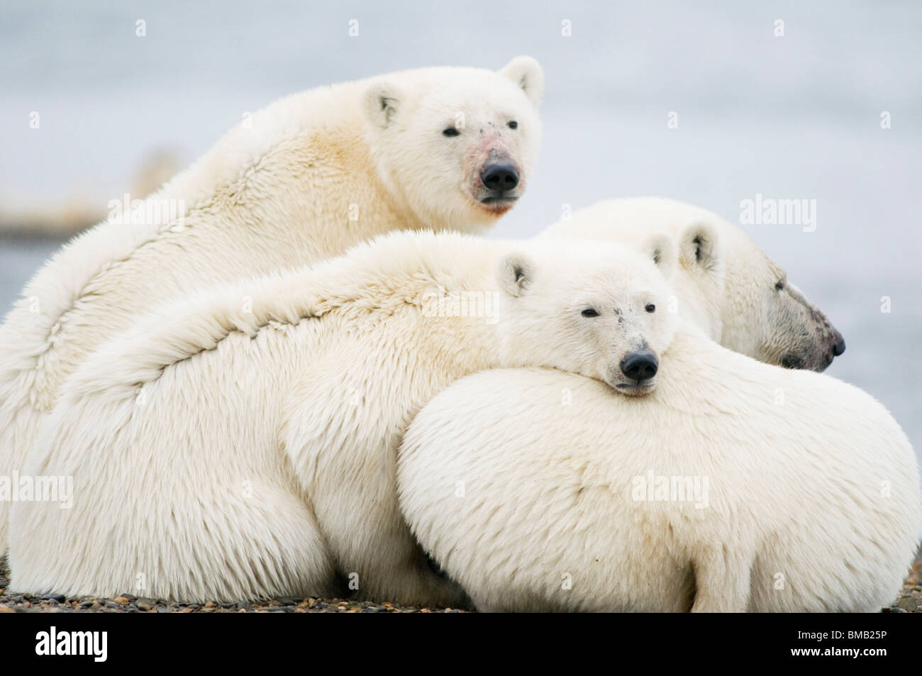 polar bears Ursus maritimus sow with a pair of 2-year-old cubs along a ...