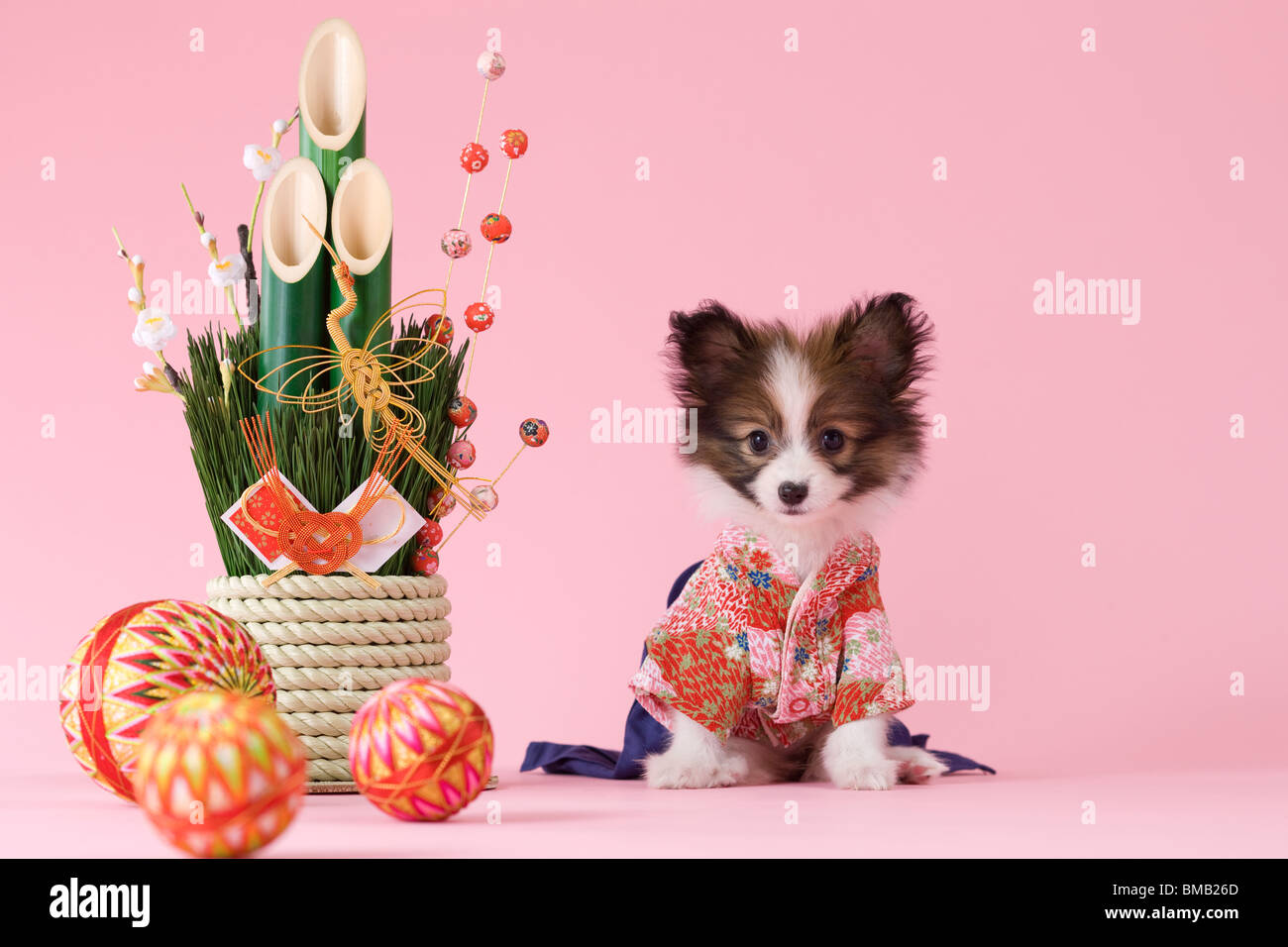 Papillon hi-res stock photography and images - Alamy