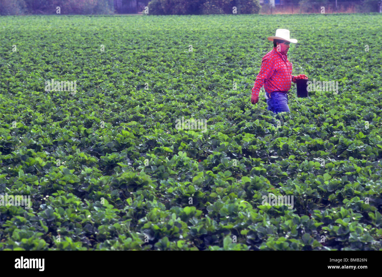 Migrant worker picking crops Stock Photo - Alamy