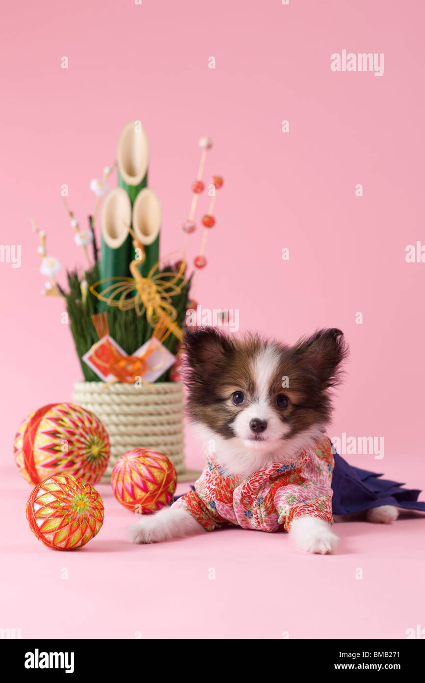 Papillon Puppy and Japanese New Year Celebration Stock Photo - Alamy