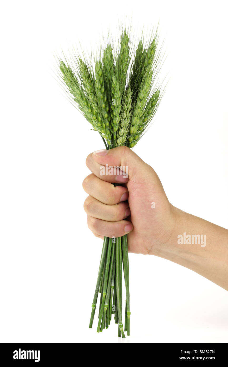 Background wheat field in Cut Out Stock Images & Pictures - Alamy