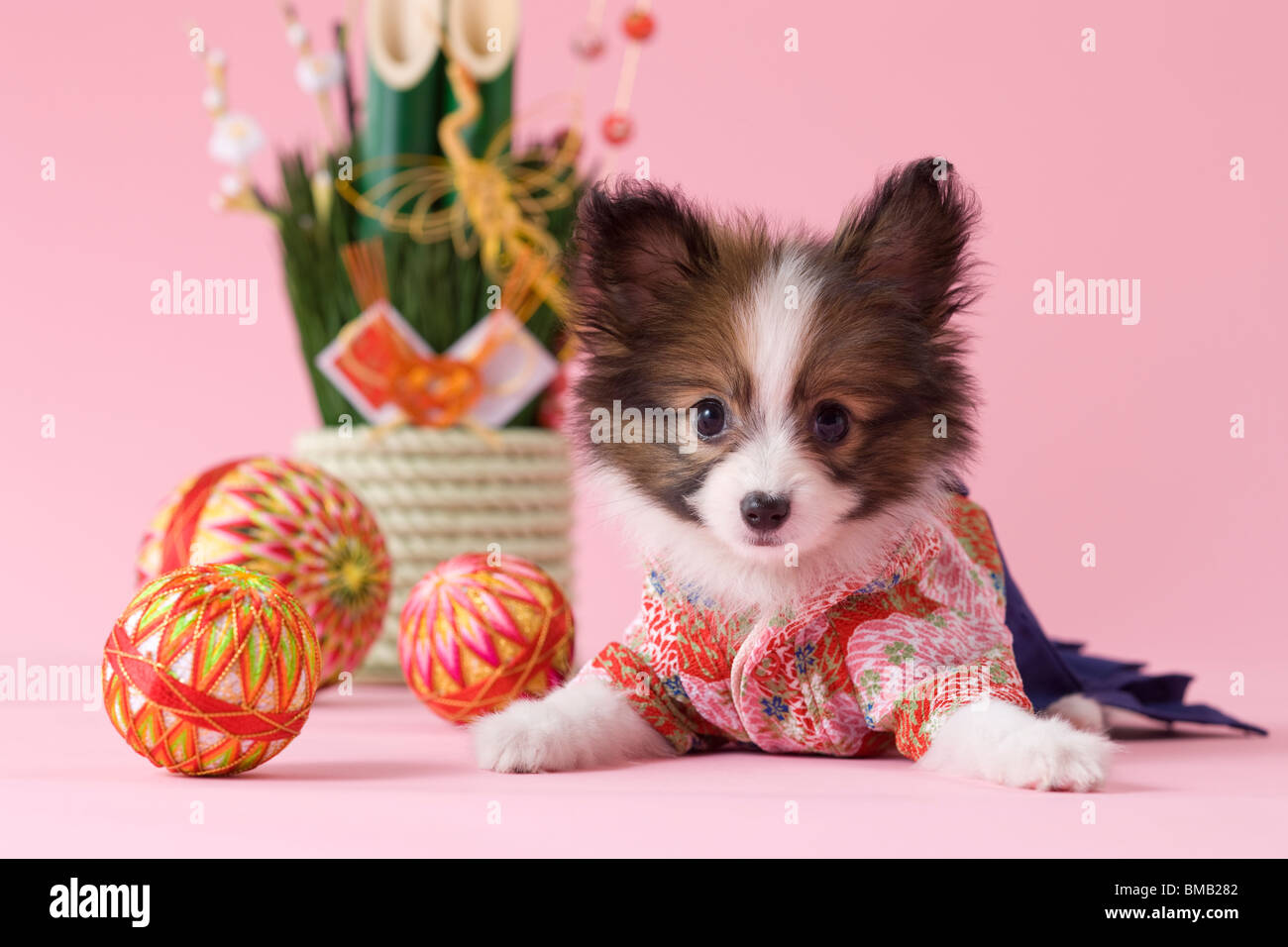 Papillon hi-res stock photography and images - Alamy