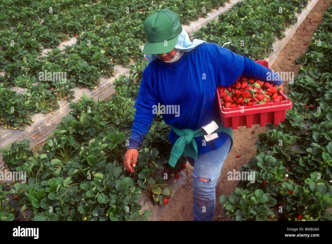 Migrant worker picking crops Stock Photo - Alamy