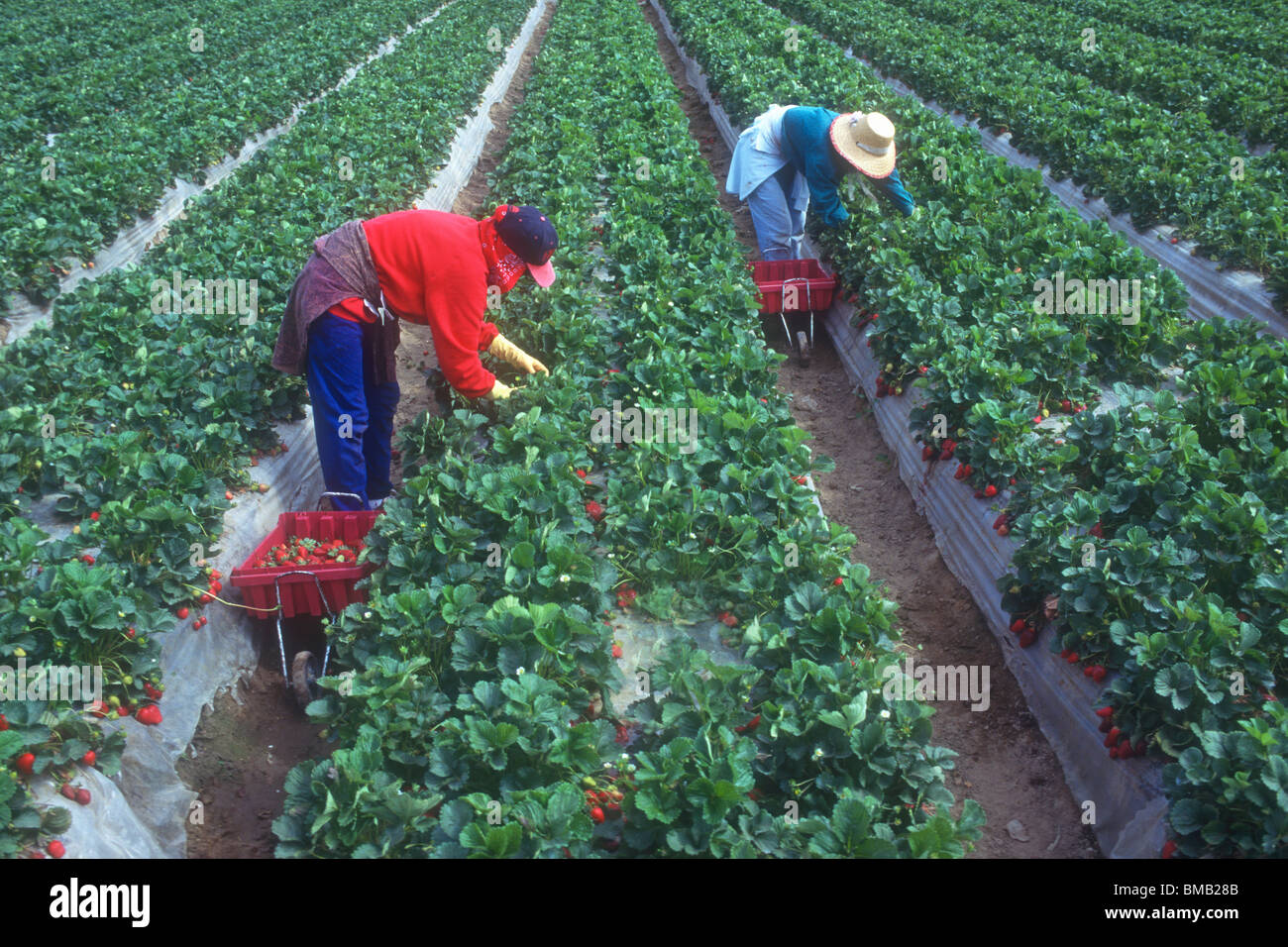 Immigrant farm worker hi-res stock photography and images - Alamy
