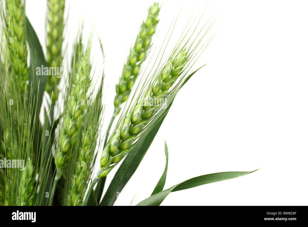 Vertical ears hi-res stock photography and images - Alamy