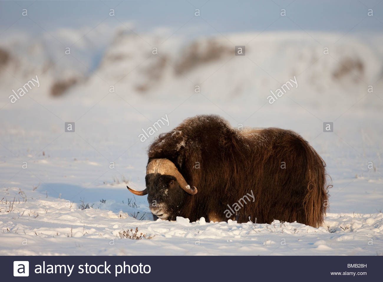 Musk Ox Stock Photos & Musk Ox Stock Images - Alamy