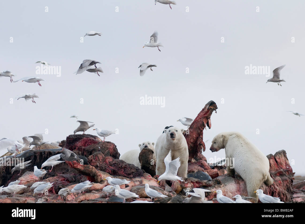 Bowhead whale bone hi-res stock photography and images - Alamy