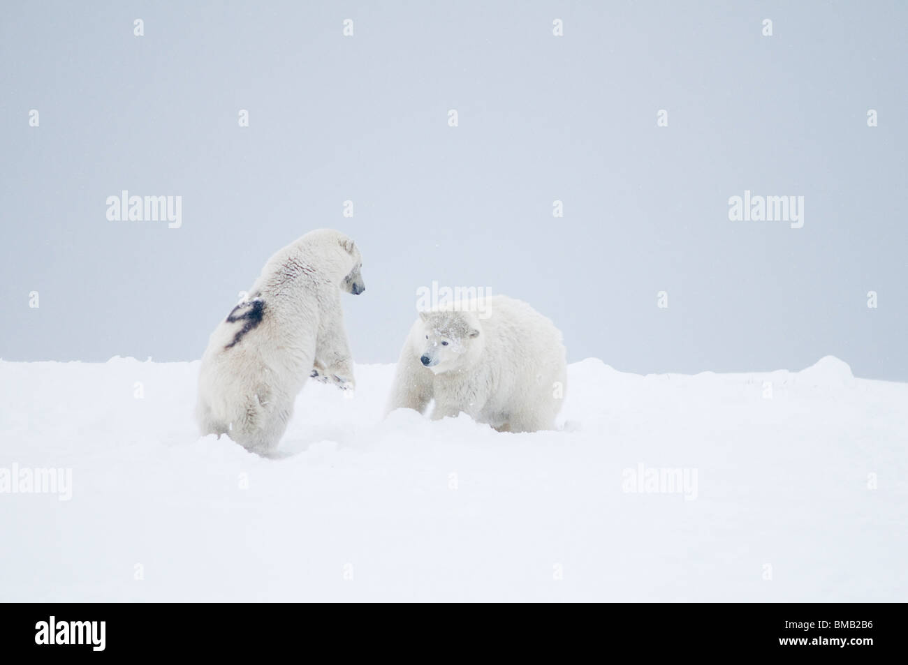 polar bears Ursus maritimus older bear plays with a younger numbered ...