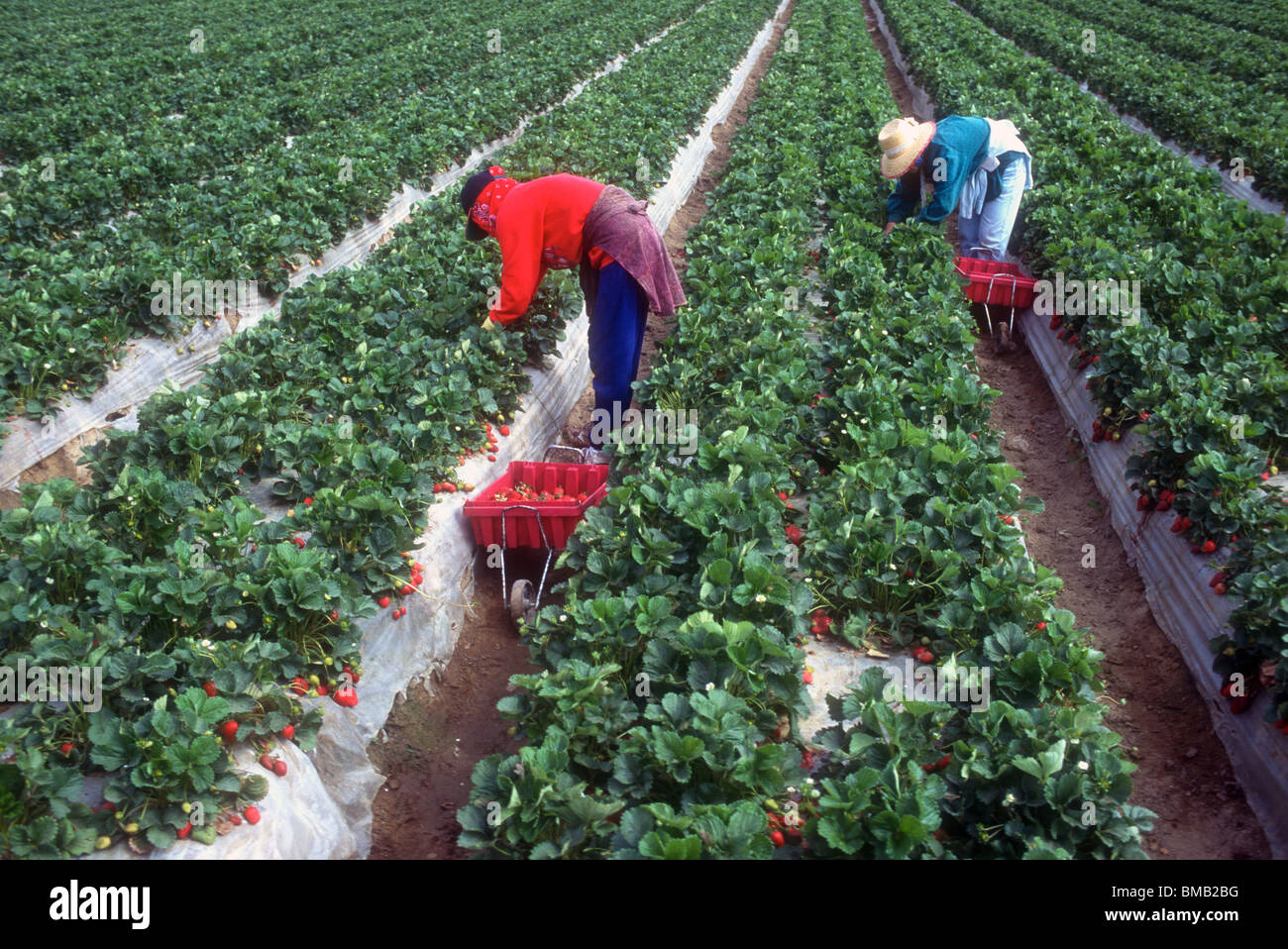 Migrant workers picking crops Stock Photo - Alamy