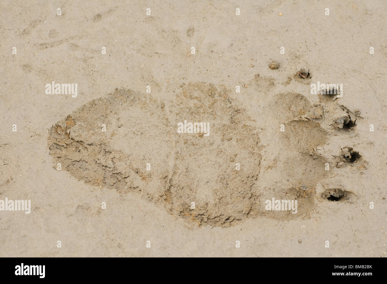 polar bear Ursus maritimus footprint left in the mud by a back foot ...