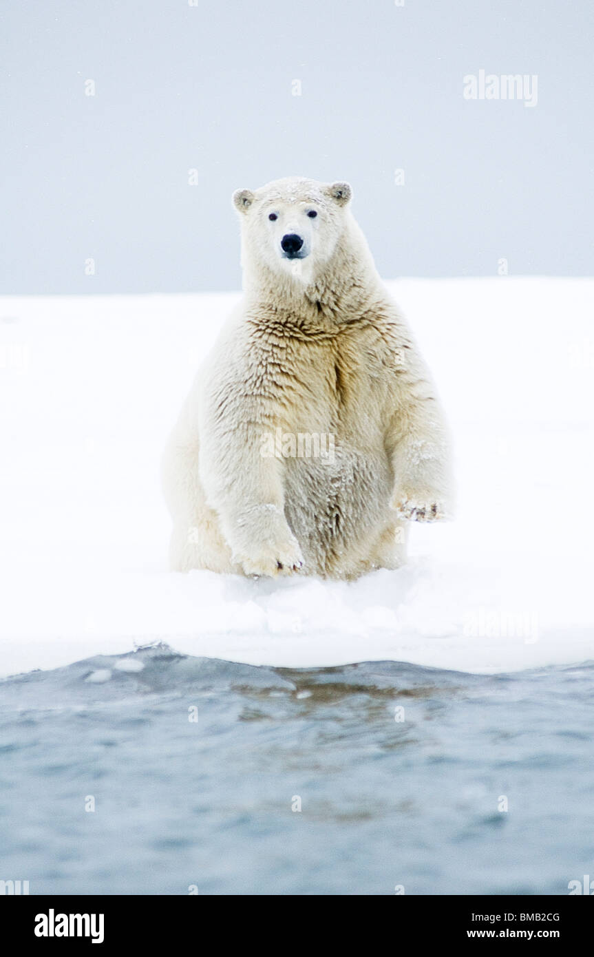 polar bear Ursus maritimus young bear sits along a barrier island ...