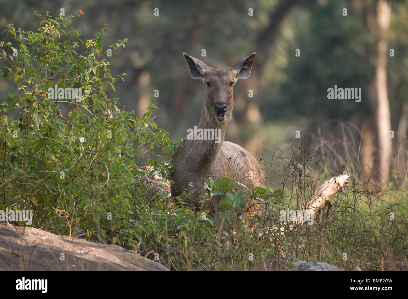 Pench national park sambar deer hi-res stock photography and images - Alamy