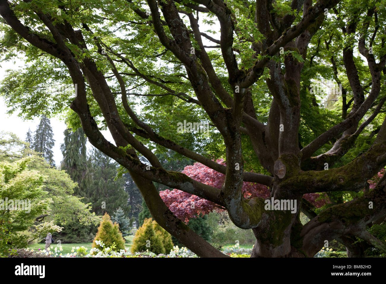 Garden,Tree trunk for background Stock Photo - Alamy
