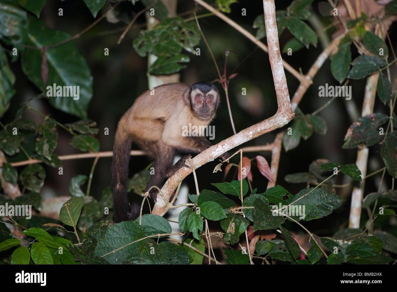Black tufted capuchin hi-res stock photography and images - Alamy