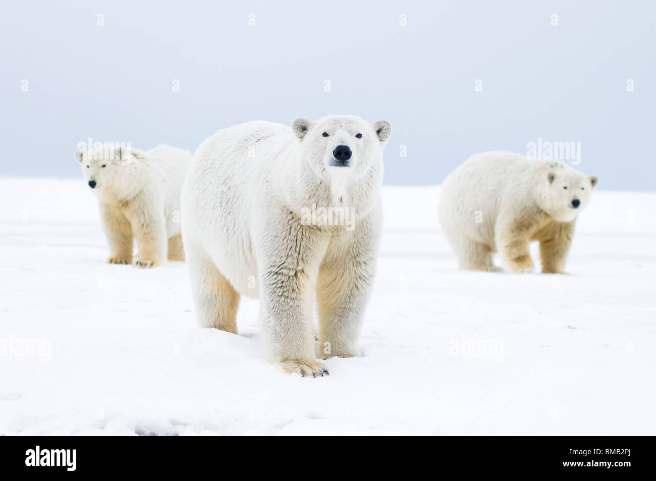 Polar bears Ursus maritimus sow with a pair of cubs on a barrier island ...