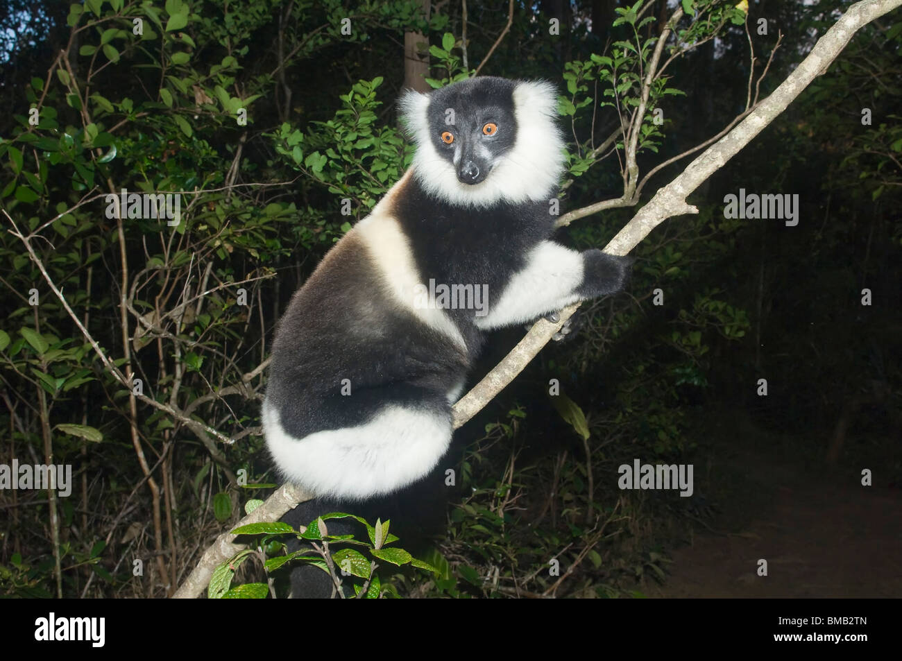 Black-and-White Ruffed Lemur (Varecia variegata), Madagascar Stock ...