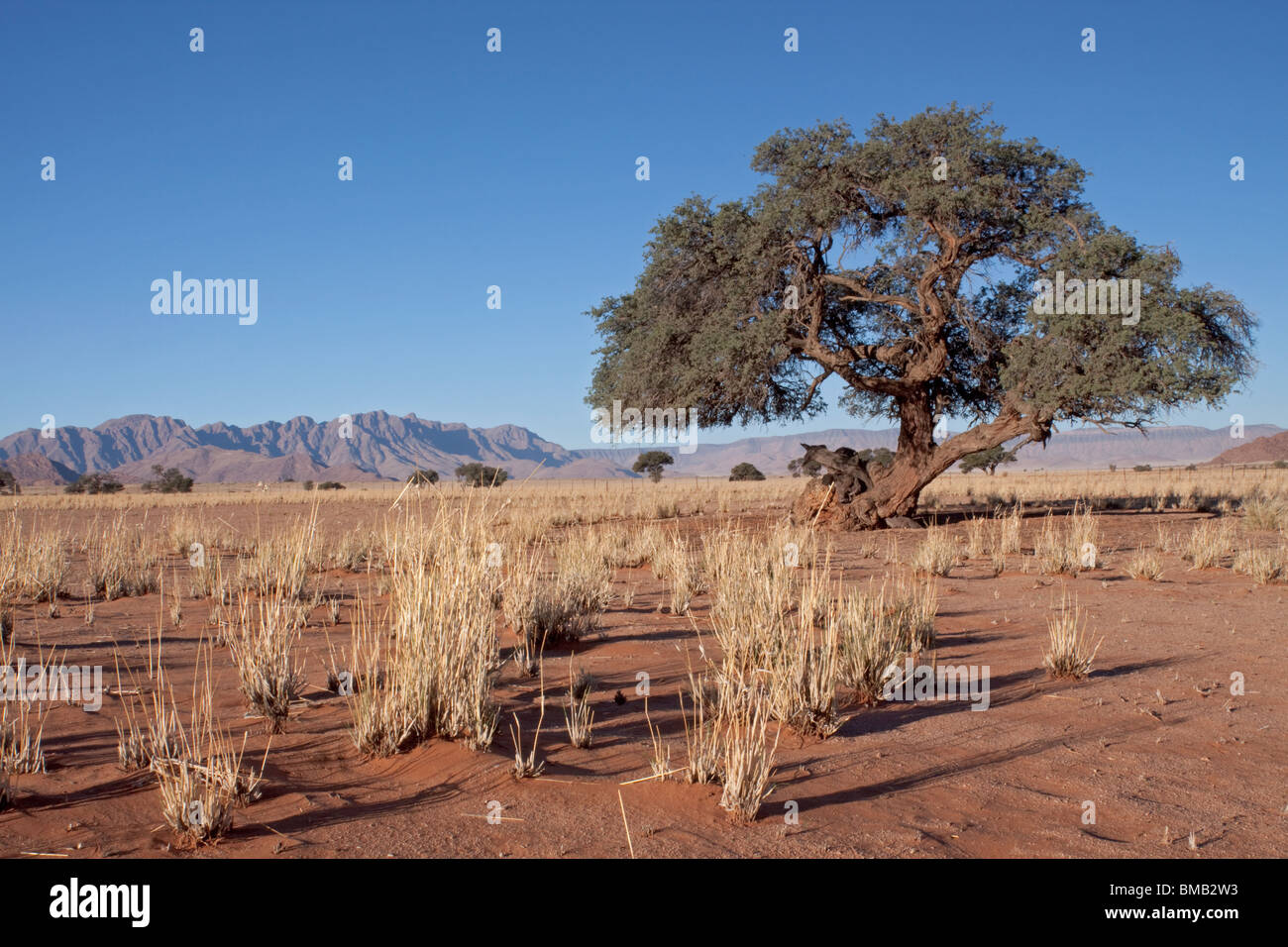 Sand grass tree hi-res stock photography and images - Alamy