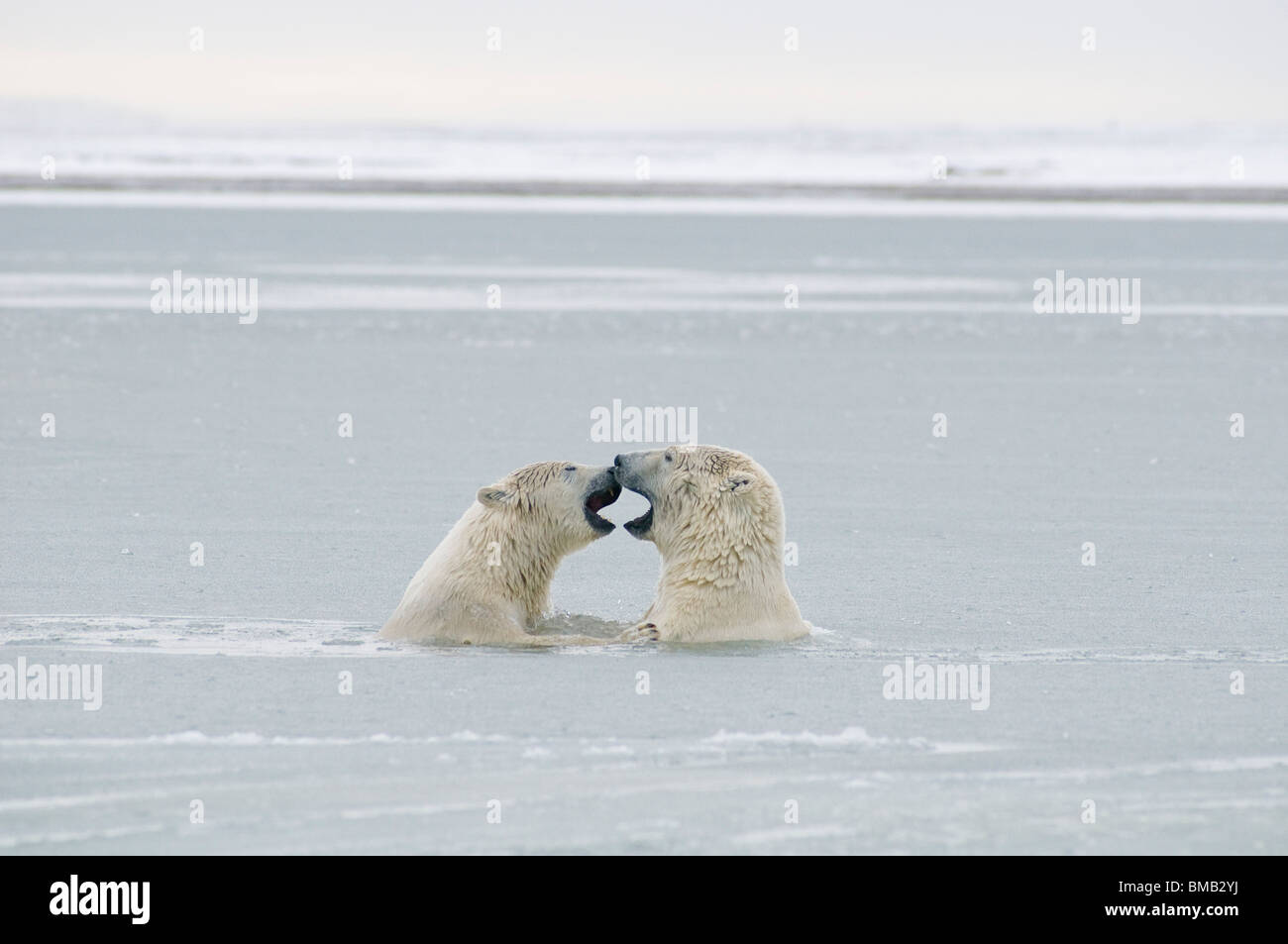 Polar bears Ursus maritimus cubs playing with one another in ice and water 1002 coastal plain of ...