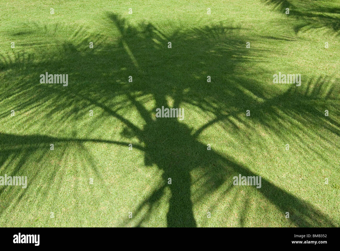 Palm tree shadow cast over close cropped lawn of grass, Malaysia Stock ...