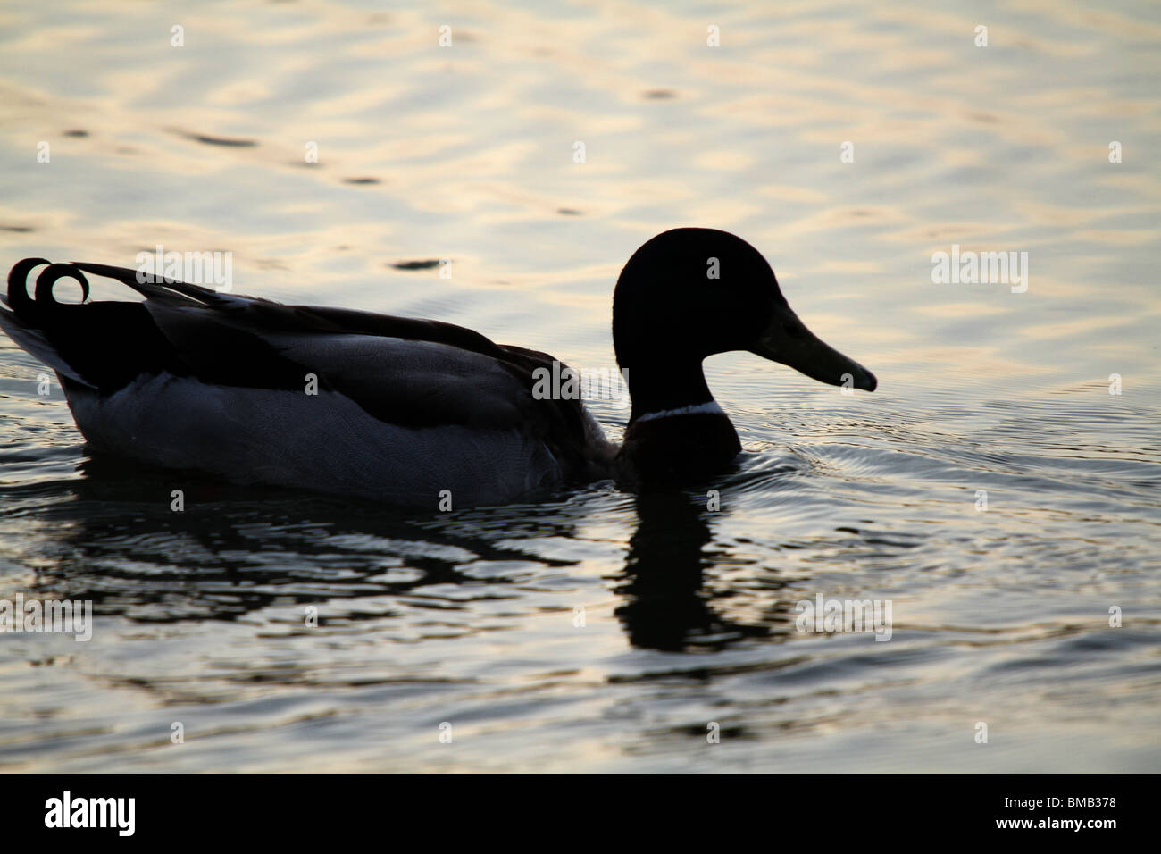 Silhouette of Mallard Stock Photo - Alamy