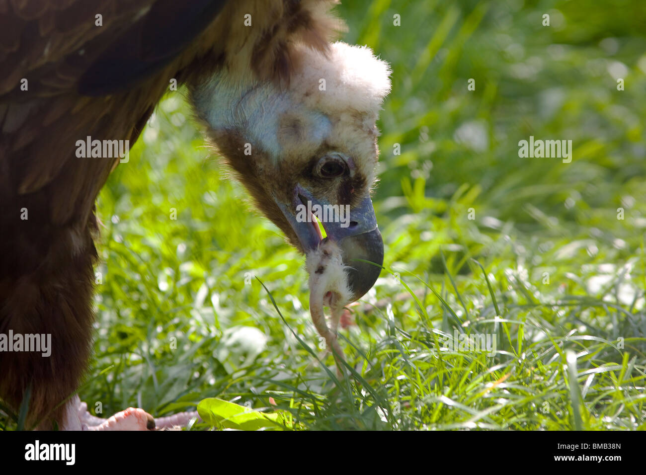 Black vulture eat meat hi-res stock photography and images - Alamy