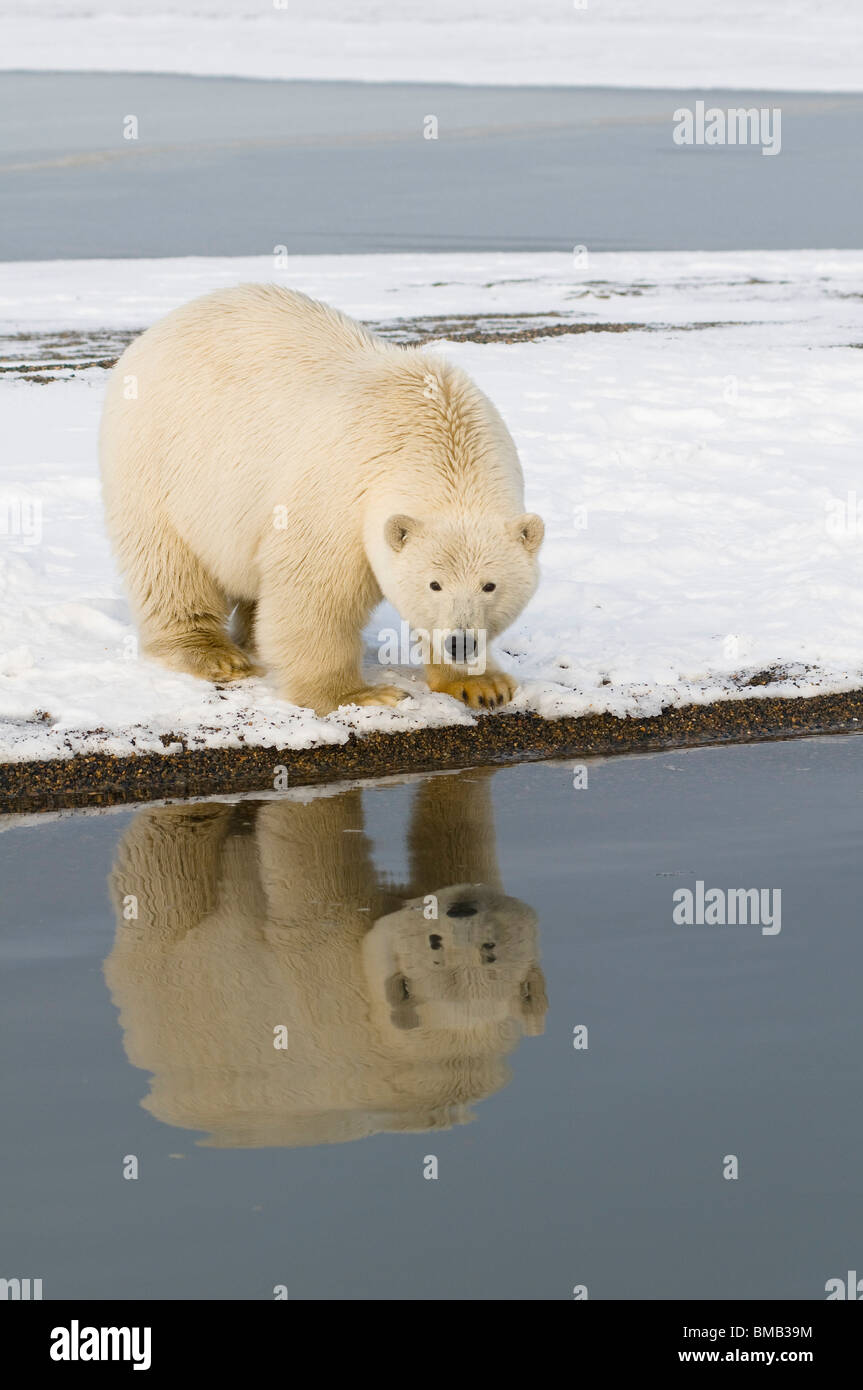 Polar bear Ursus maritimus cub with reflection on a barrier island ...