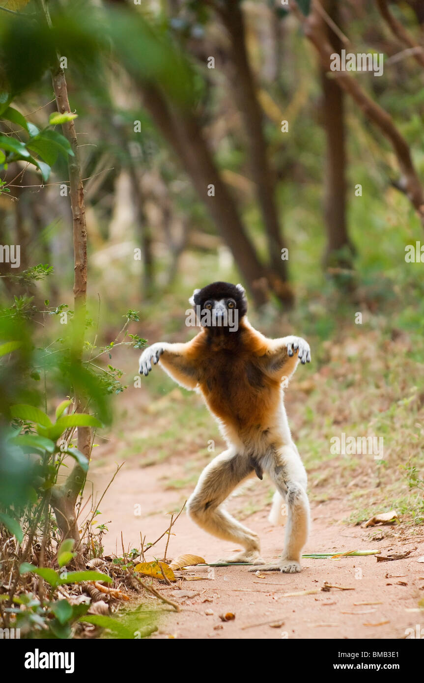 Crowned Sifaka Propithecus Coronatus Jumping Stock Photos & Crowned ...