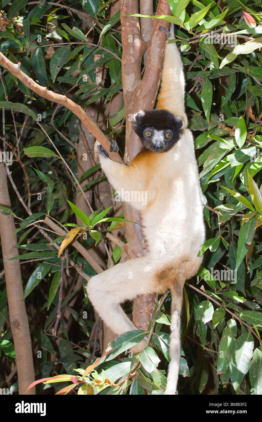 Crowned Sifaka (Propithecus coronatus) in a tree, Madagascar Stock ...