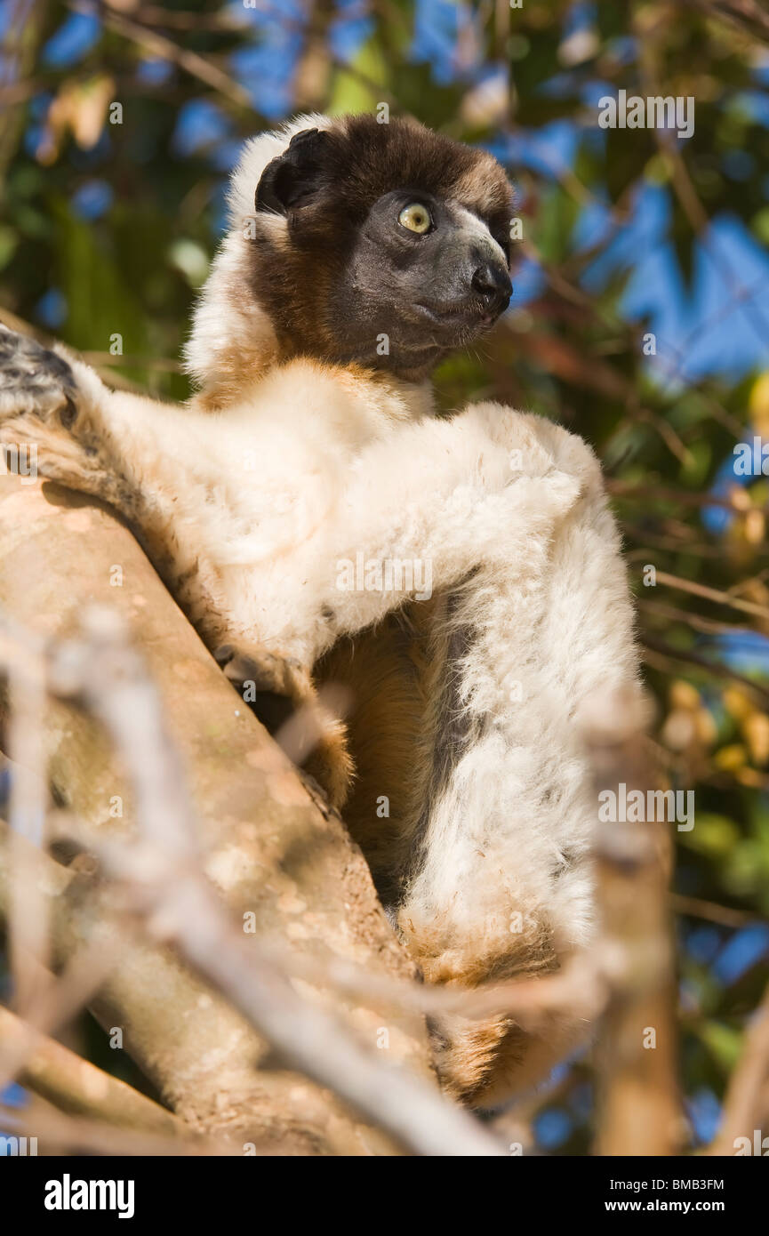 Crowned Sifaka (Propithecus coronatus) in a tree, Madagascar Stock ...