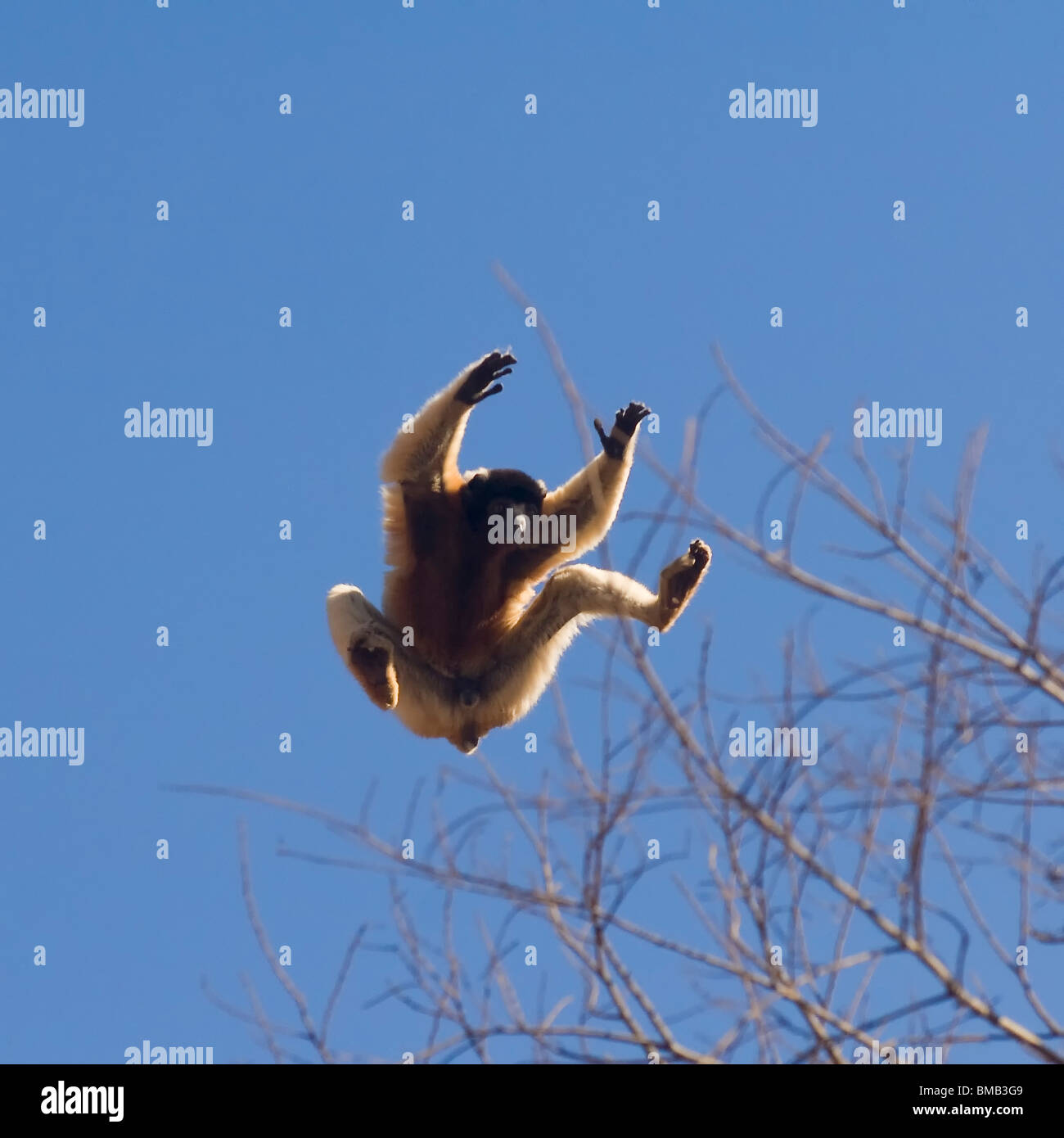 Lemur jumping from a tree hi-res stock photography and images - Alamy