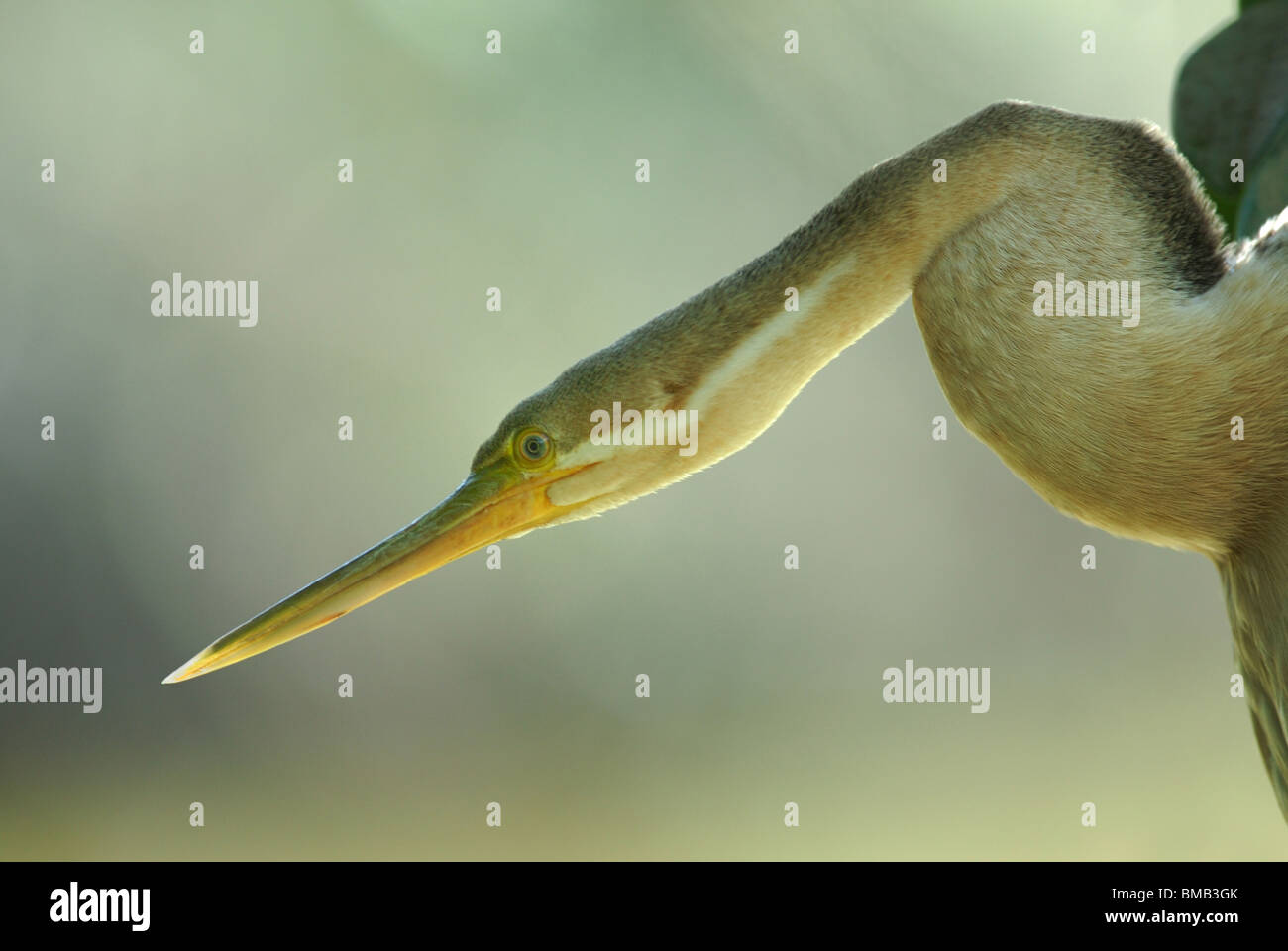 Aka bird snake hi-res stock photography and images - Alamy
