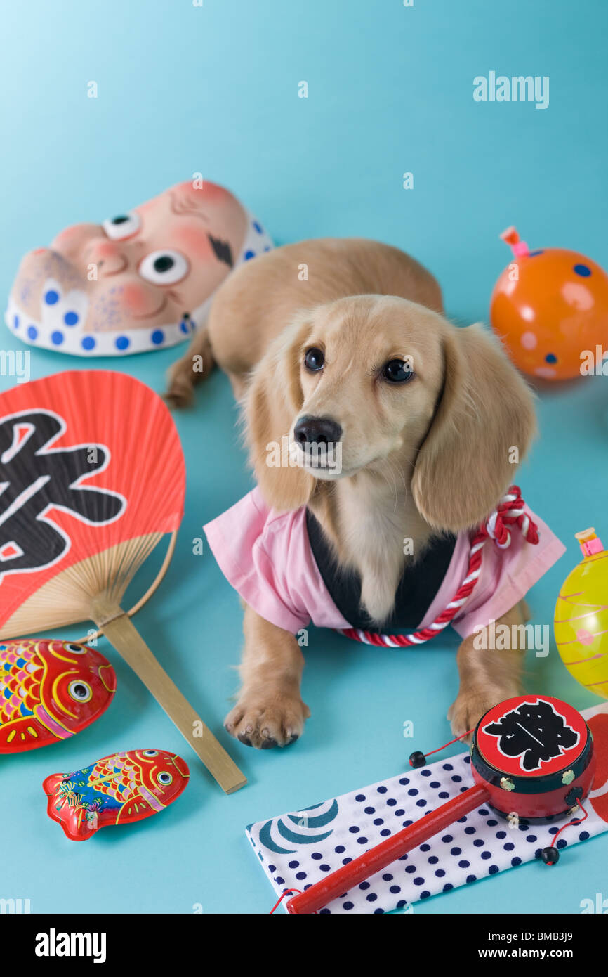 Dachshund Puppy and Summer Festival Stock Photo - Alamy