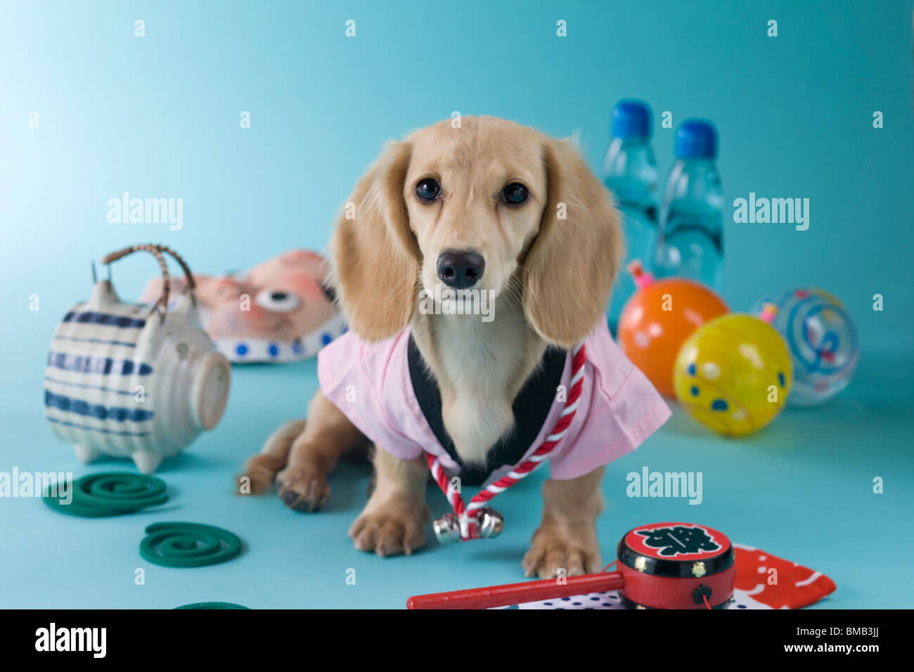 Dachshund Puppy and Summer Festival Stock Photo - Alamy
