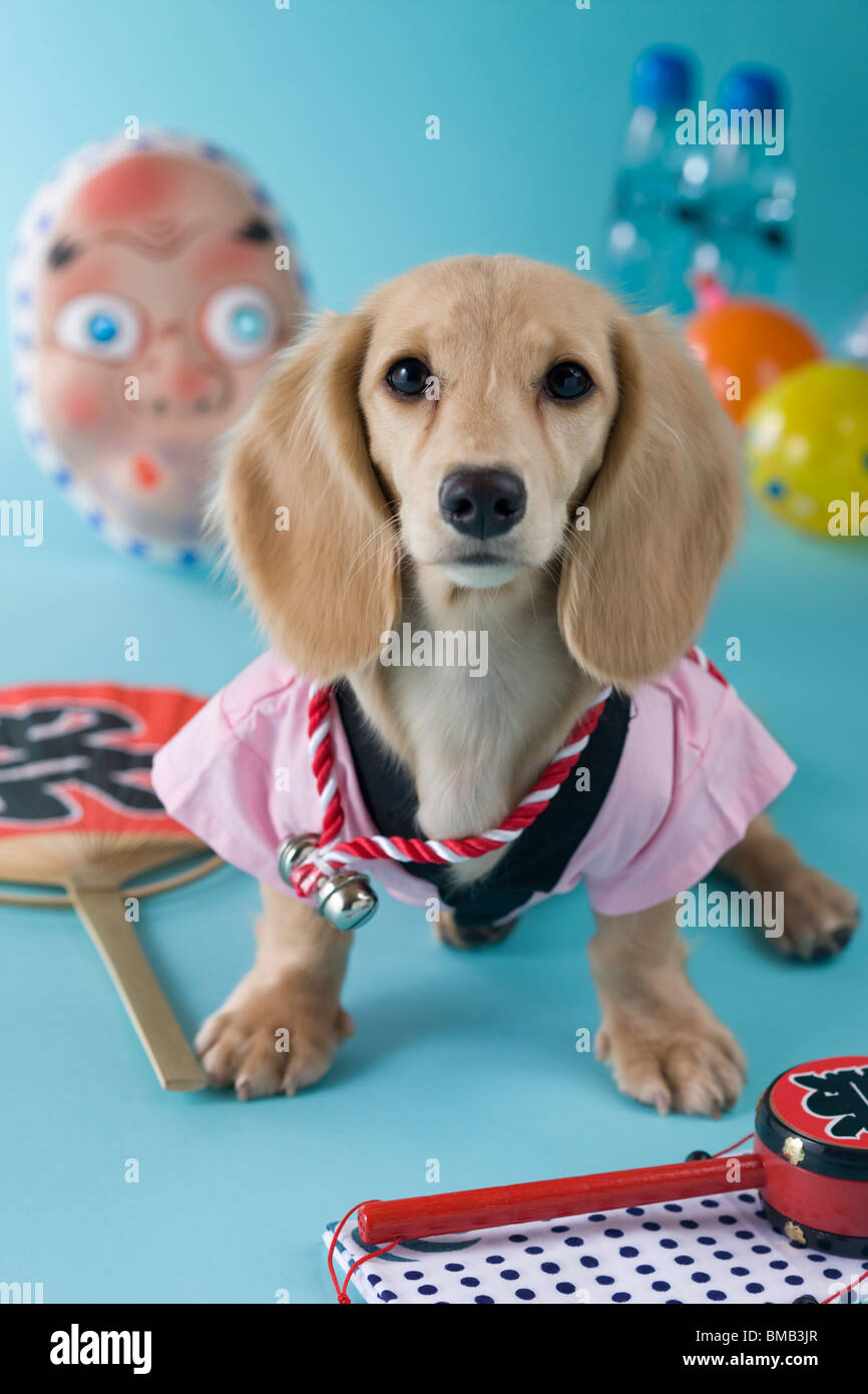 Dachshund hi-res stock photography and images - Alamy