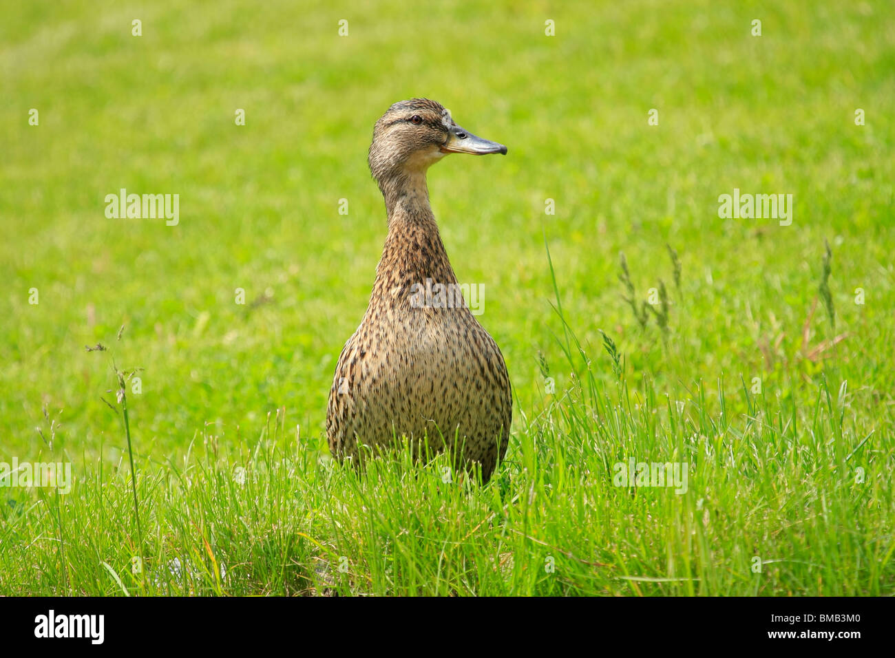 Spring mallard hi-res stock photography and images - Alamy