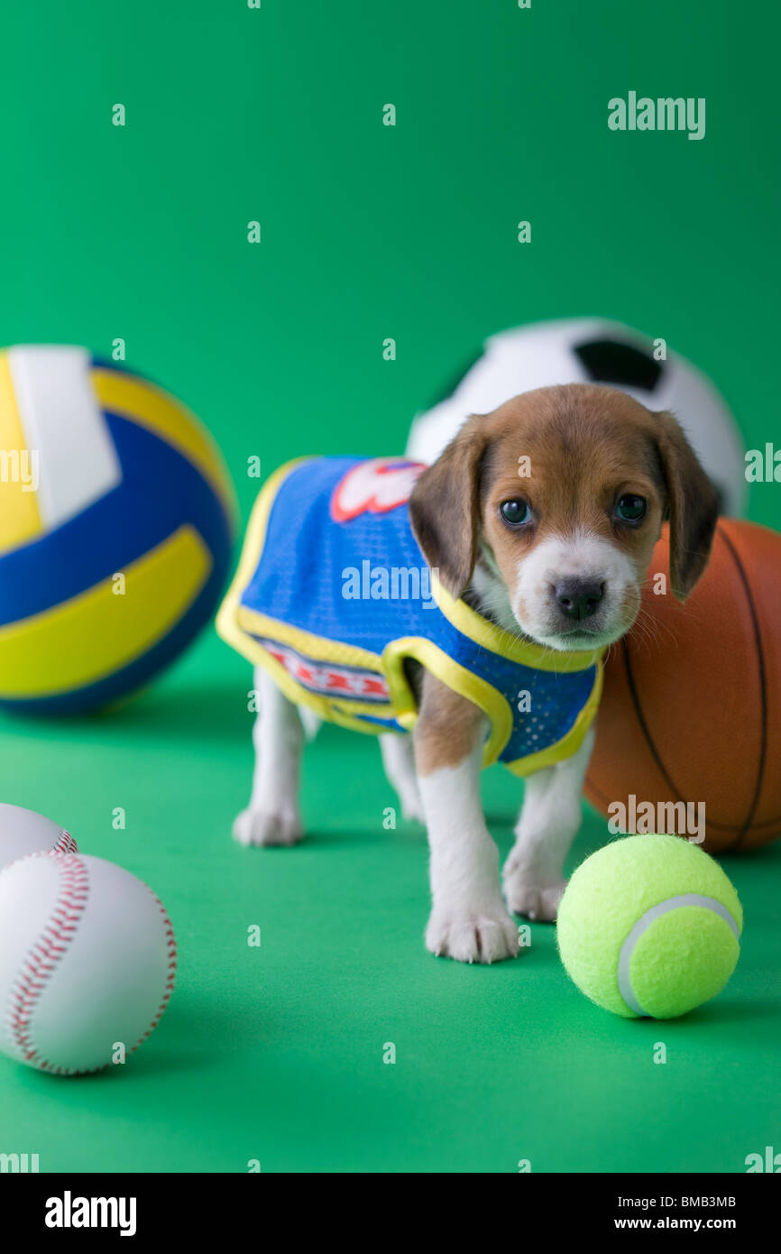 Beagle puppy with ball hi-res stock photography and images - Alamy